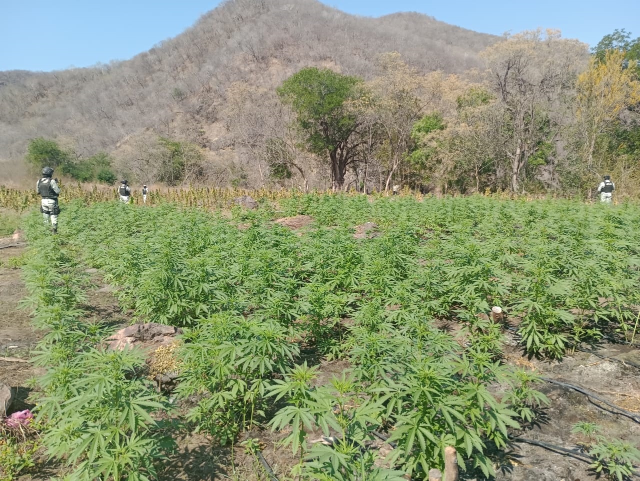 Localizan más de 14 mil plantas de marihuana en Michoacán – News Hidalgo